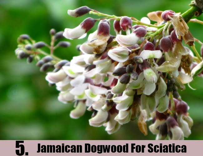 5 HERBAL REMEDIES FOR SCIATICA ~ Mzizi Mkavu