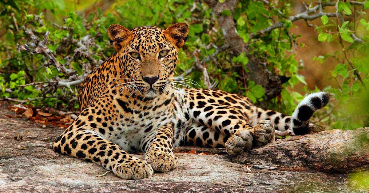 Elephant Reach Blog: The Sri Lankan Leopard