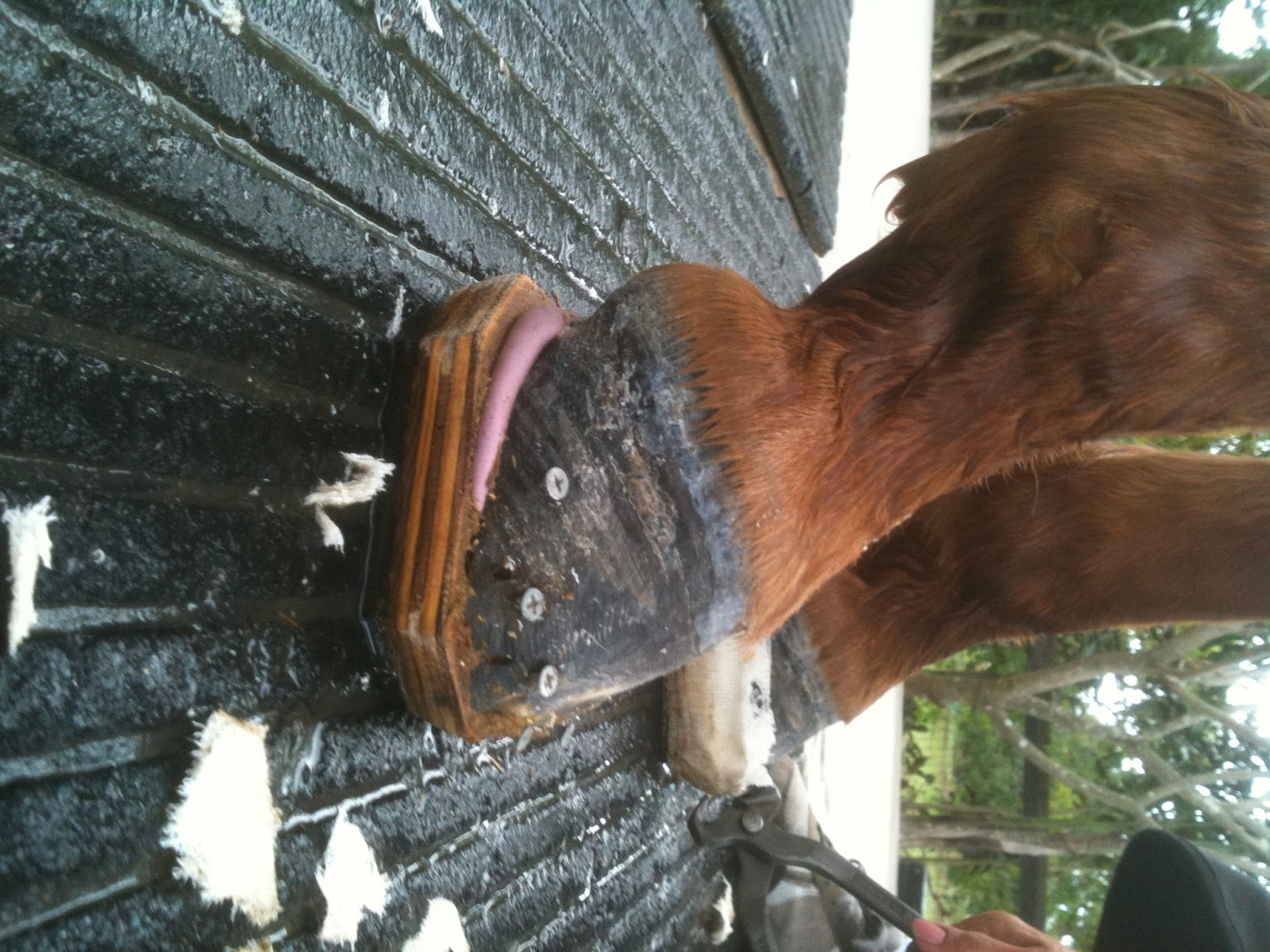 From Wingman to Witching Hour: Frankenstein Feet