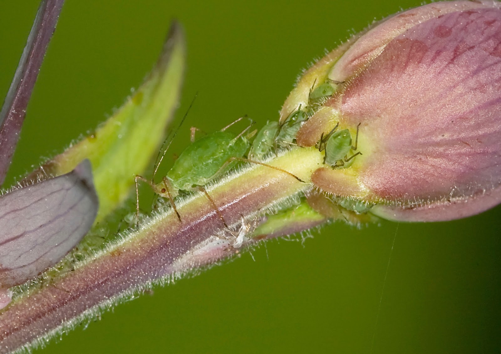 Irish Wildlife Photography: Greenfly - Aphids