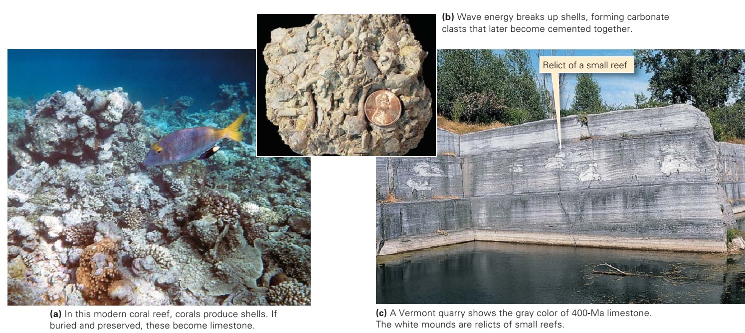Learning Geology: Classes of sedimentary rocks