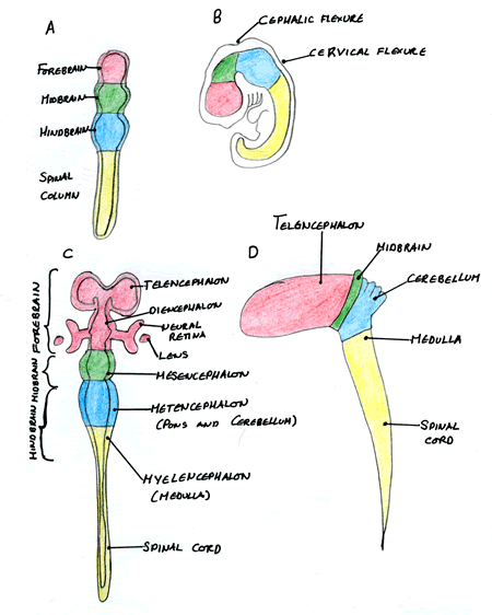 NEURULASI ~ Human's Development