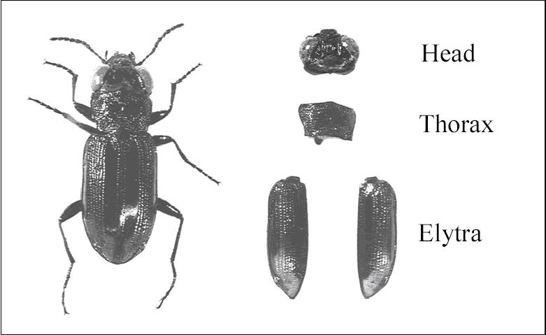 History of Geology: An introduction to Quaternary Entomology