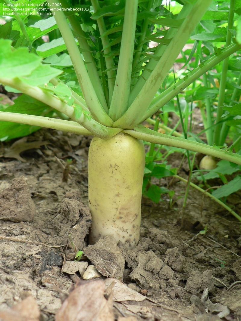 Les Jardins de Priape: Le radis Daïkon Miyashige White
