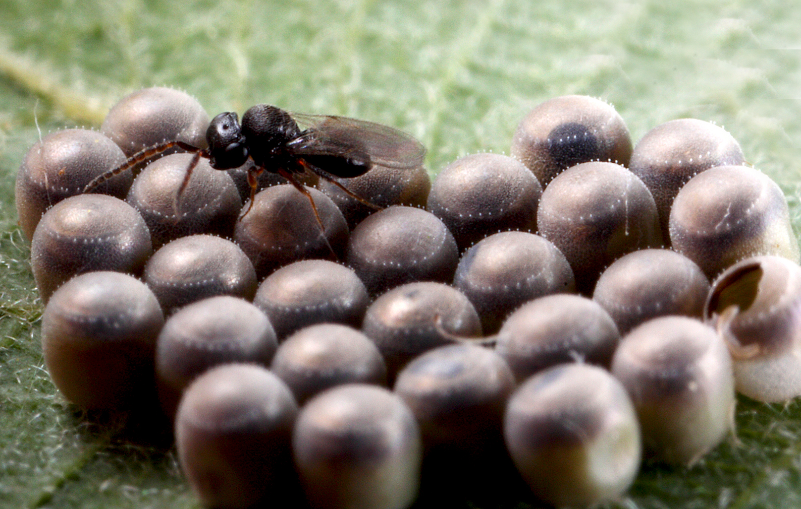 JJ's Photographic nature blog: Waspish behaviour and bad eggs...