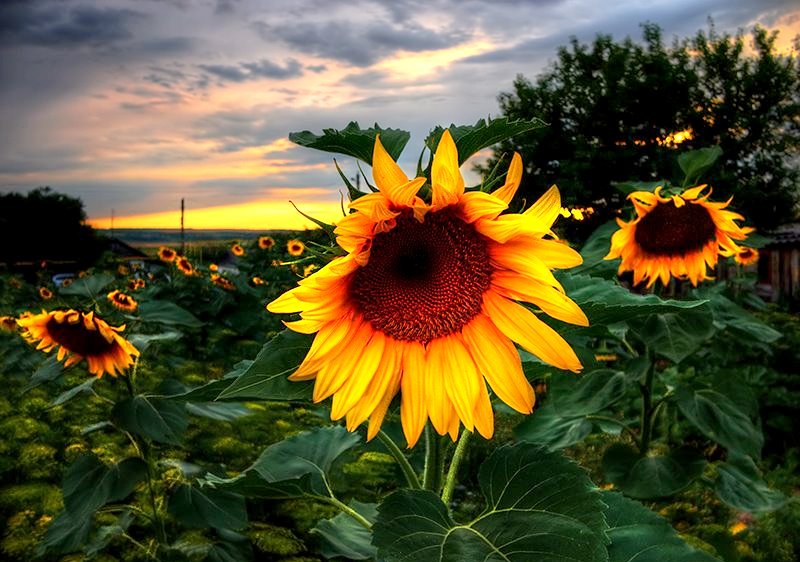 Keindahan Bunga dan Alam Semulajadi - Relaks Minda