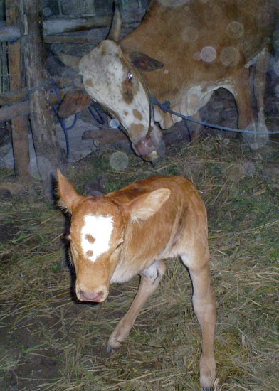 Cow Standing Up On Two Feet
