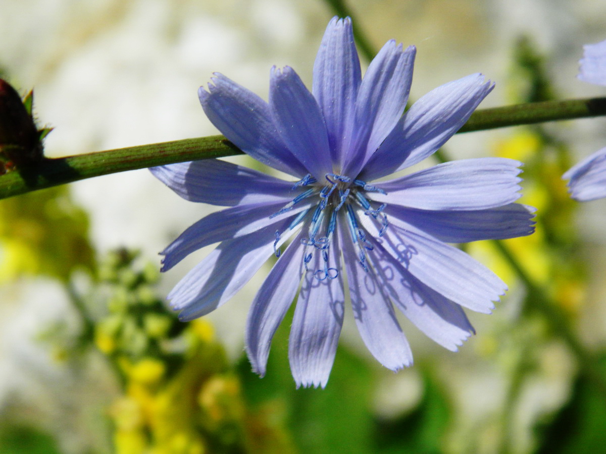 LA MULTI ANI, ROMANIA!: Cicoare