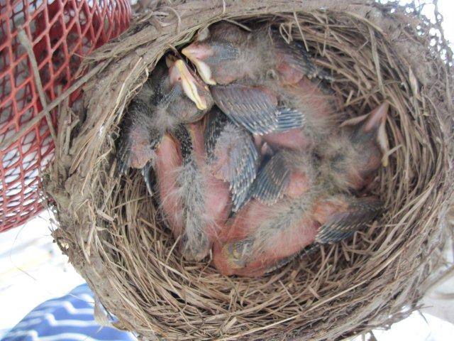 ChiIL Mama : Nothing Says Spring Like Baby Robins! (photo feature)