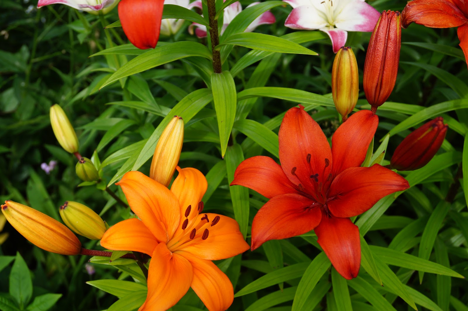 Lillians hage: Liljene blomstrer vakkert i sensommeren!