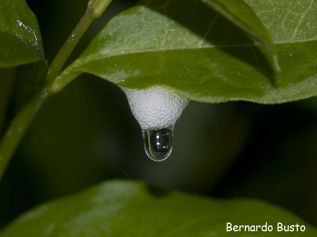 RÍA DE LA VILLA: Temporada de salivazos