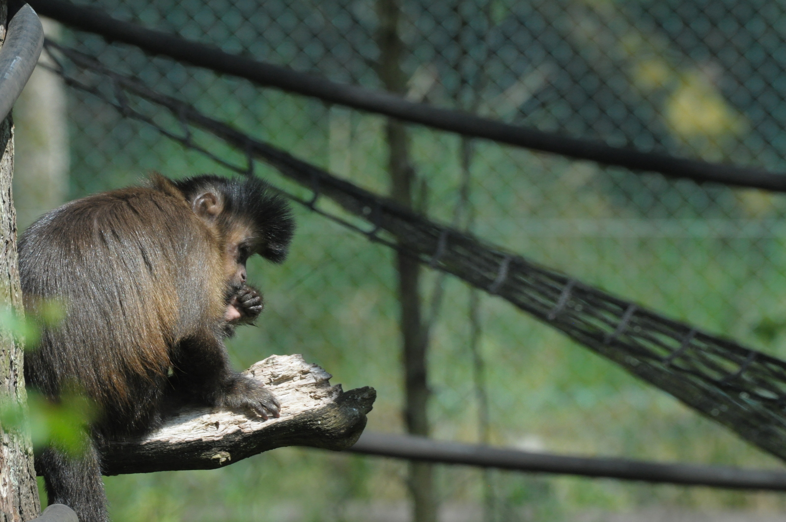 Cats, Dogs and Eiderdowns: A Visit to Monkey World and a Walk in the ...