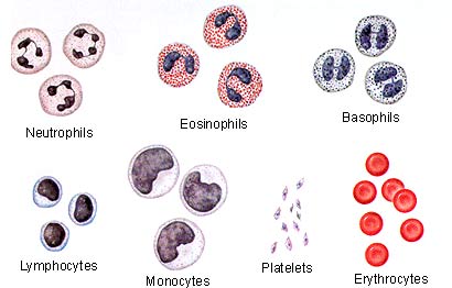 Blood ~ Biology Hub