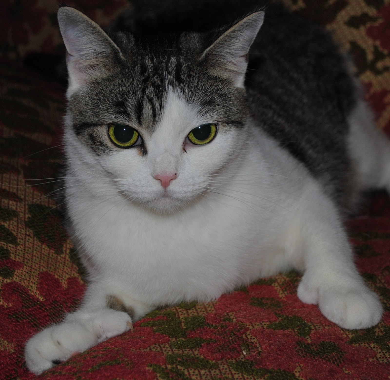 The Carpetbagger: The Hemingway Cats