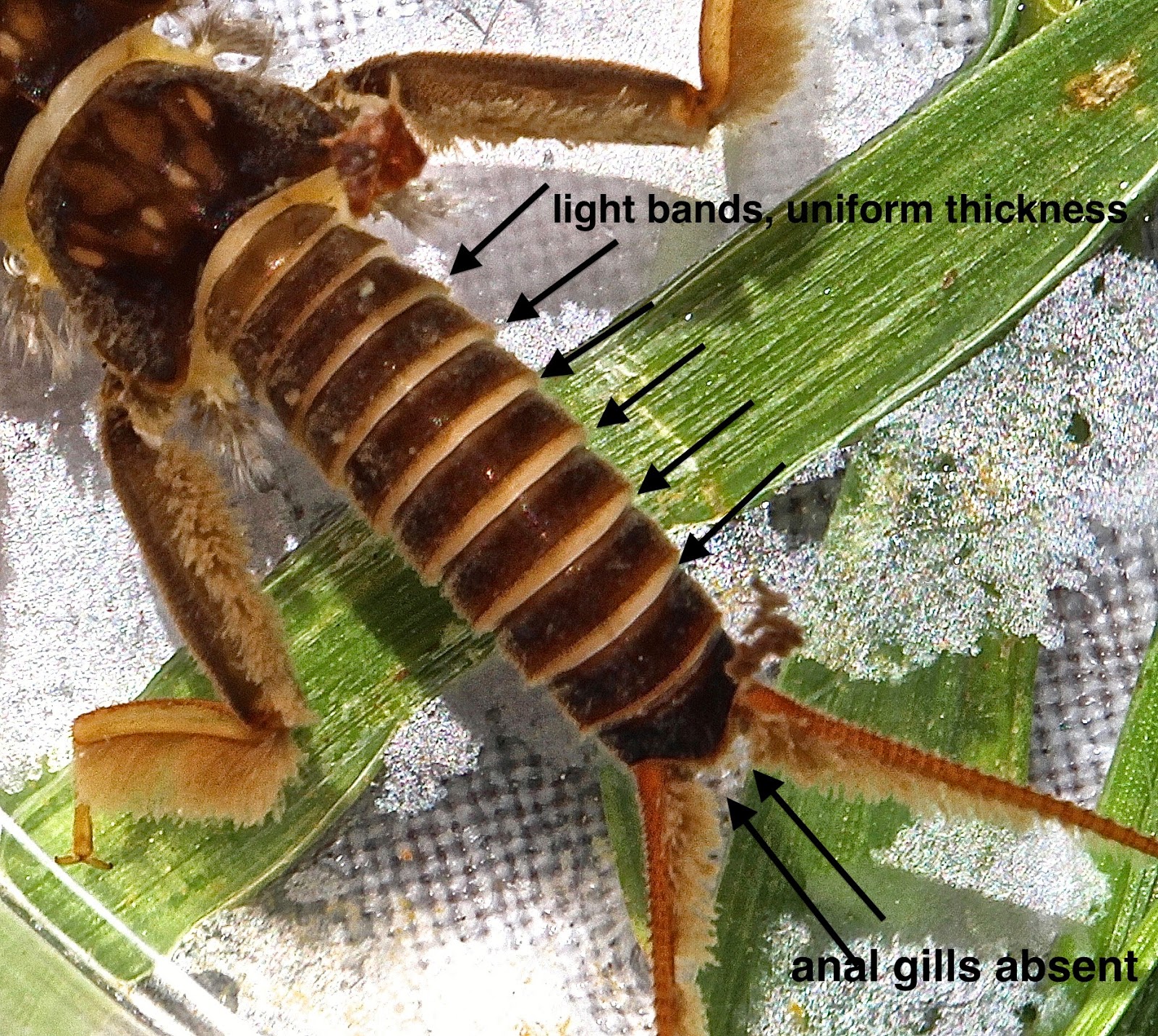 Aquatic Insects of Central Virginia: A new Perlid (common stonefly) at ...