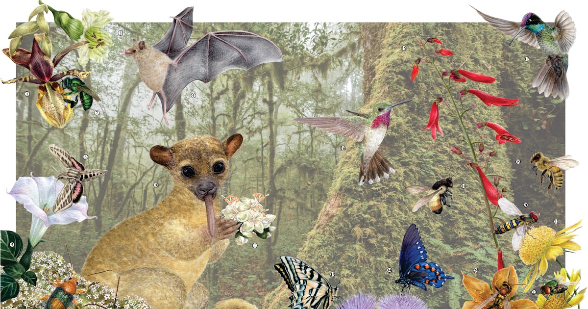 Daniela Cafaggi Lemus - Polinizadores de la Sierra Gorda, tejedores de vida