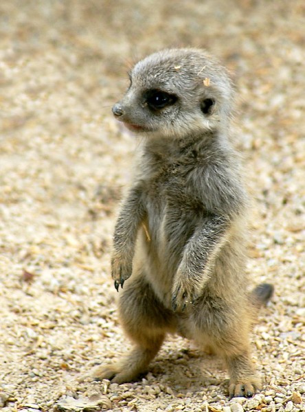 Cute Meerkats Latest Photos-Images | Funny And Cute Animals