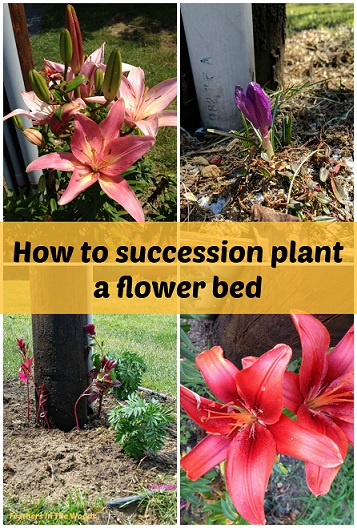 How to succession plant a flower bed - Feathers in the woods