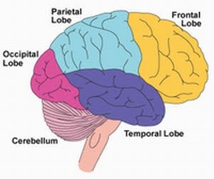 Lobus Frontalis (Frontal Lobe)