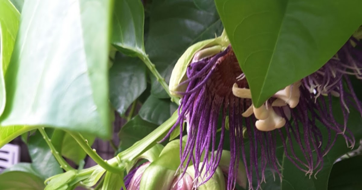 diari kebun~@na: Wangi bunga markisa