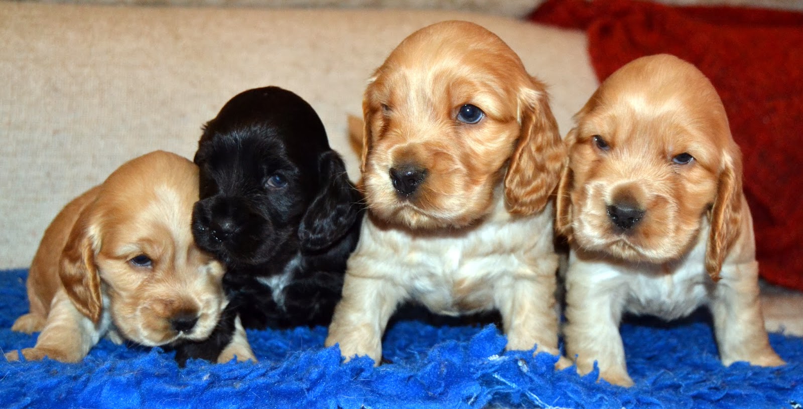Bebes cocker spaniel Petruso