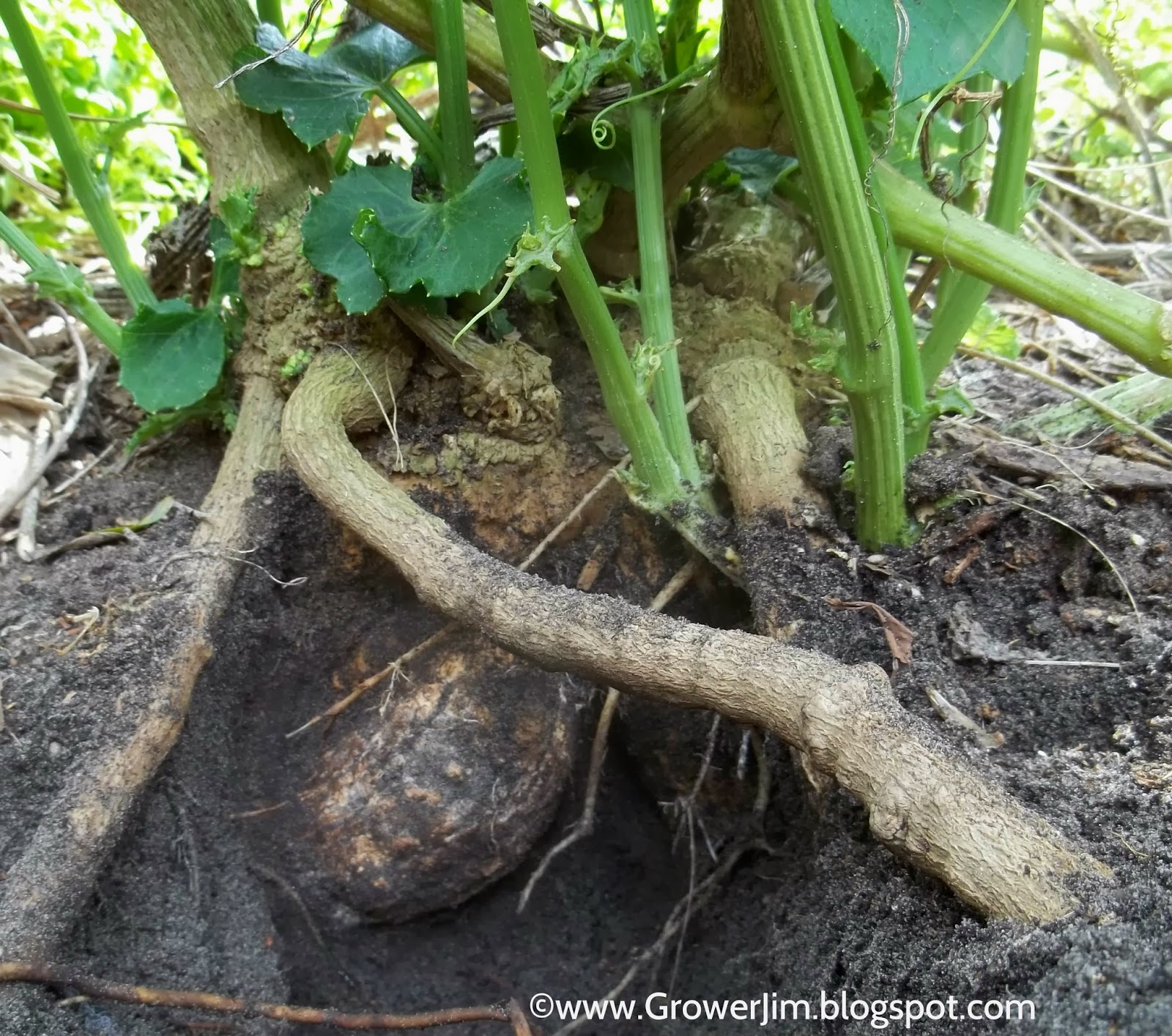 Garden Adventures: Chayote (Sechium edule)