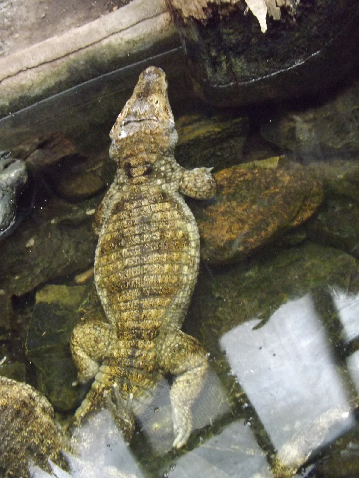 EL MUNDO ANIMAL: CAIMAN DE ANTEOJOS