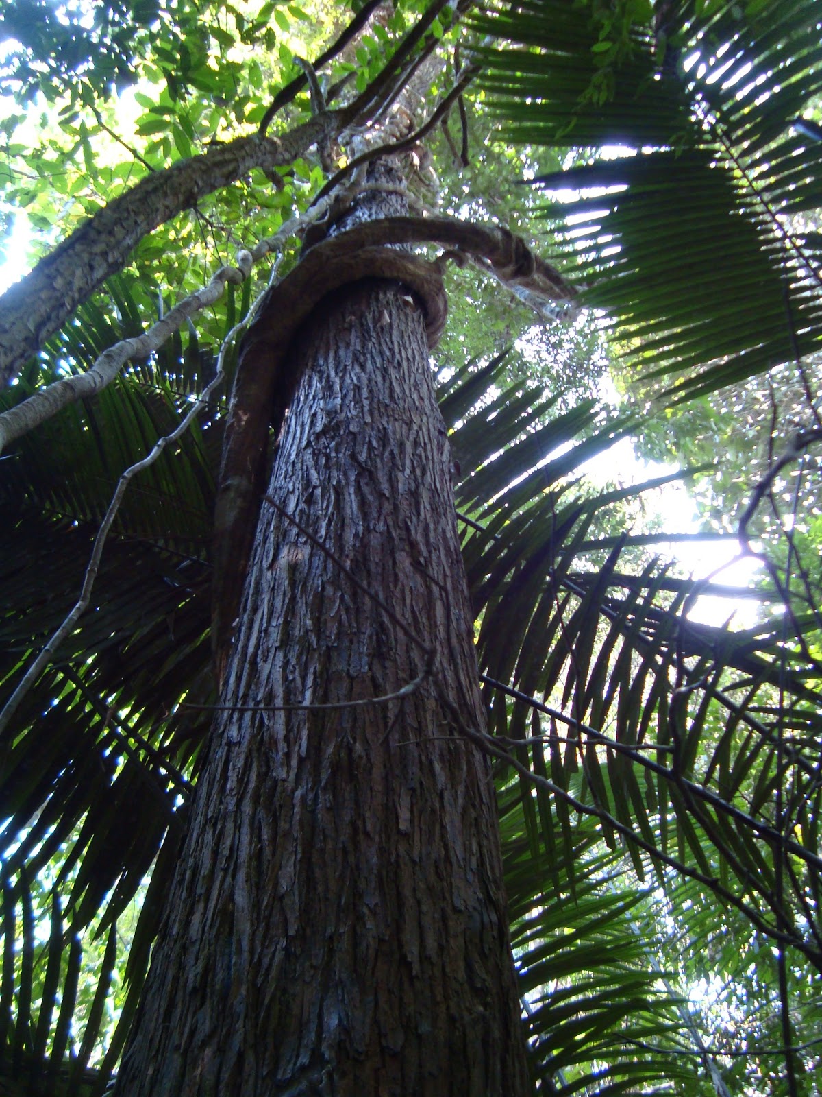 Smart Green: SPESIES TUMBUHAN YANG DITEMUI