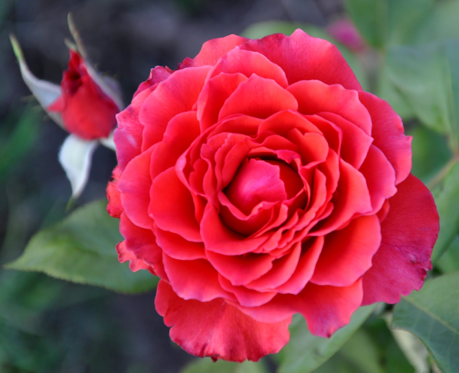 The Olive Journey: A City of Roses and Nightingale - Shiraz, Iran