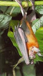 Argentina nativa: Murciélago pescador grande (Noctilio leporinus)