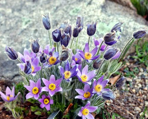 The Tundra Biome: Arctic Terrain