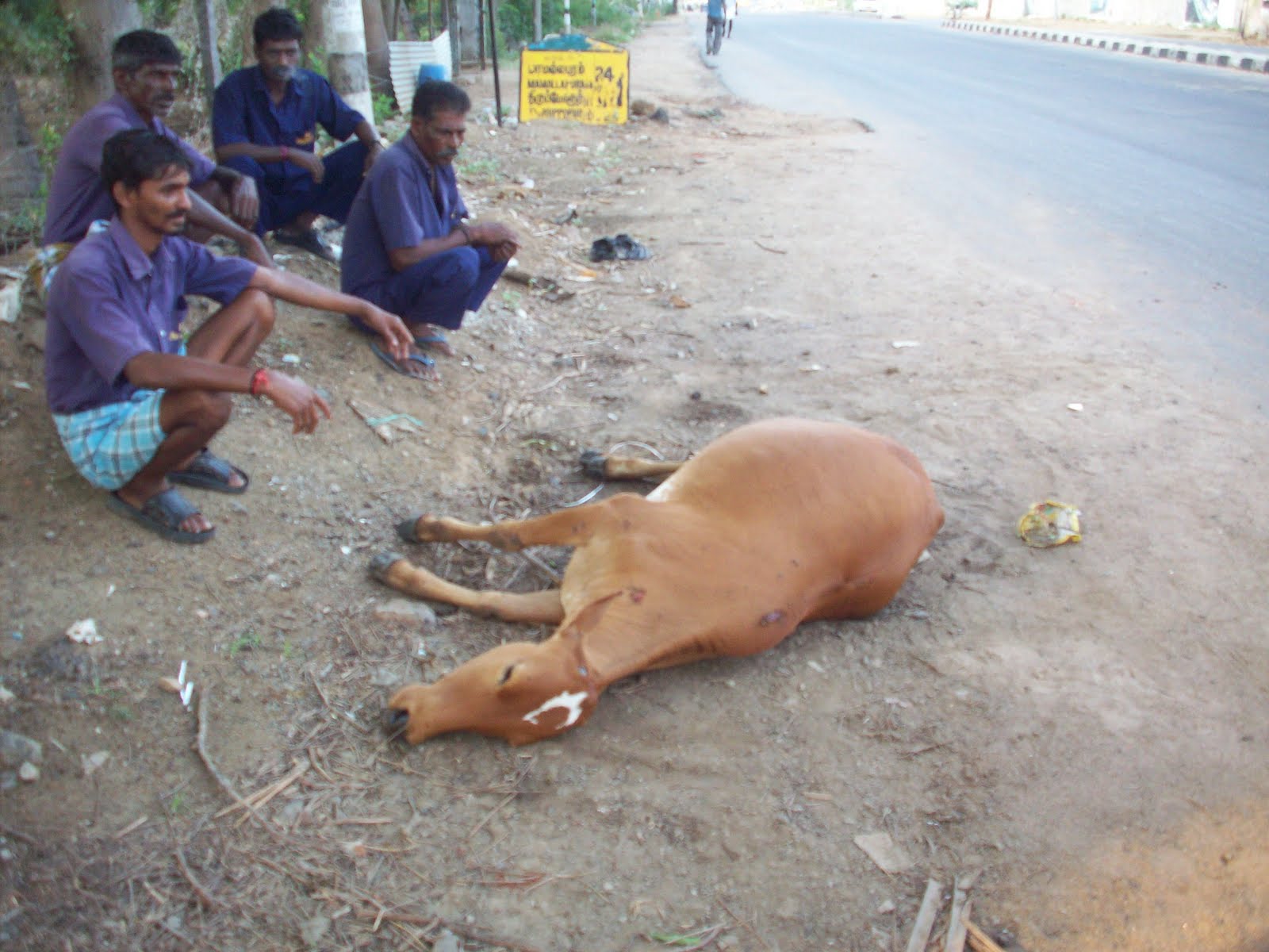 OMR Resident: Death of a cow on OMR