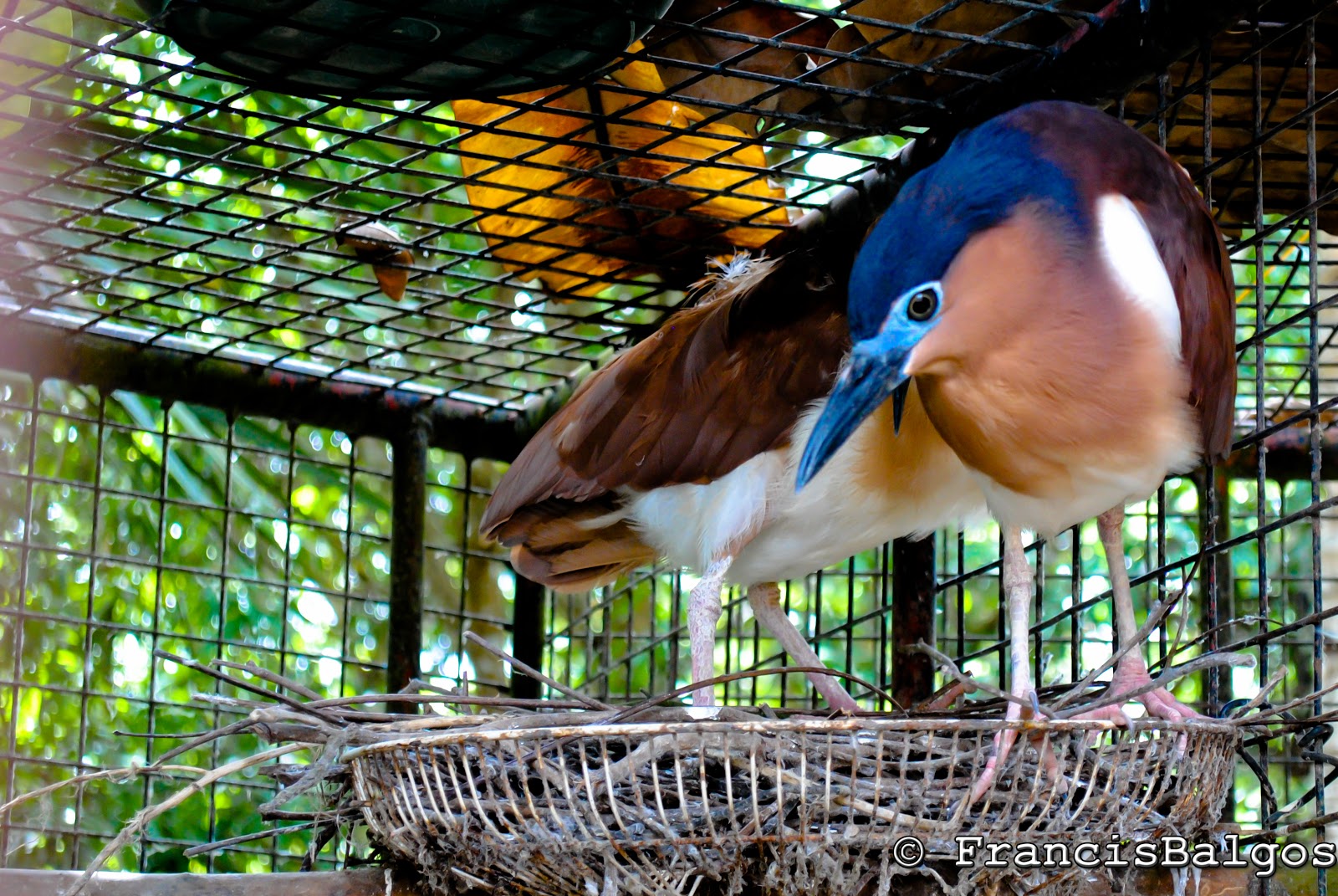 Bohol | Biggest Python ~ Pala-lagaw