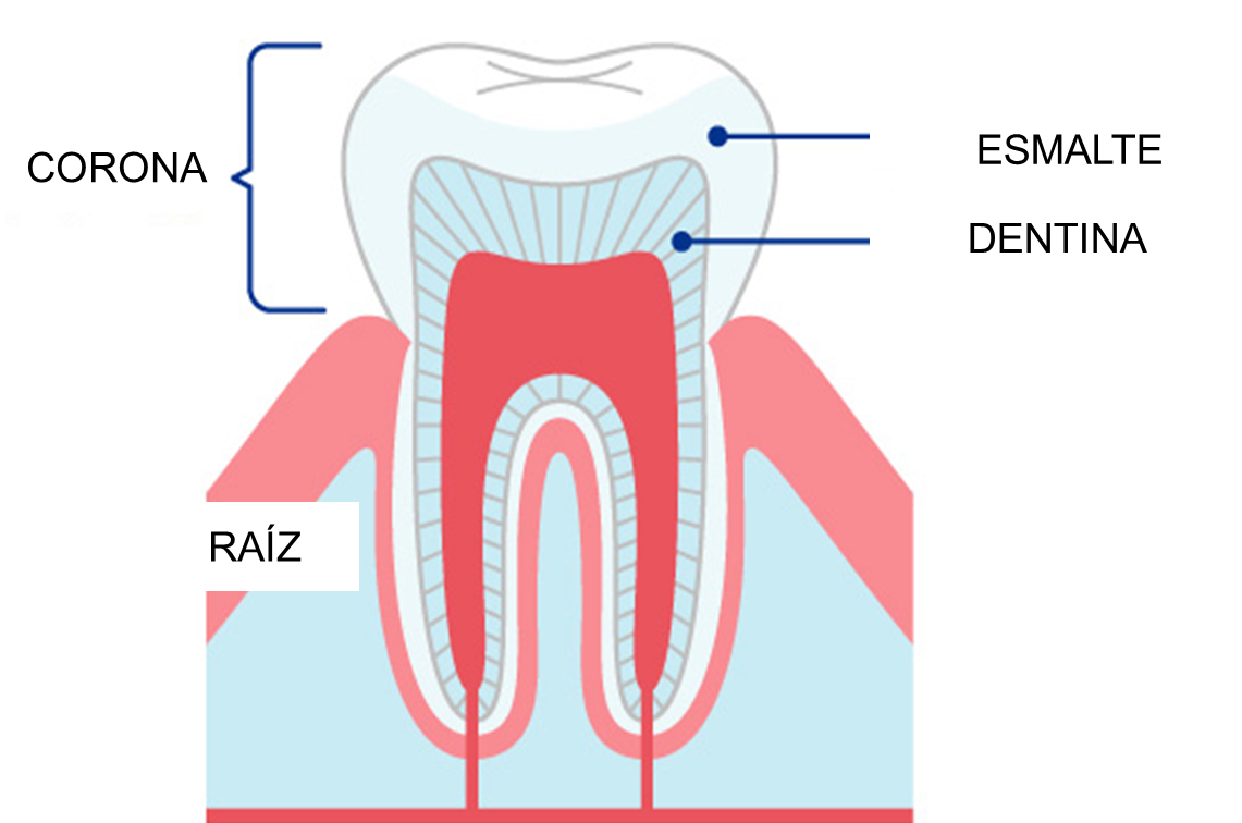 DENTISTAS : Anatomía Del Diente
