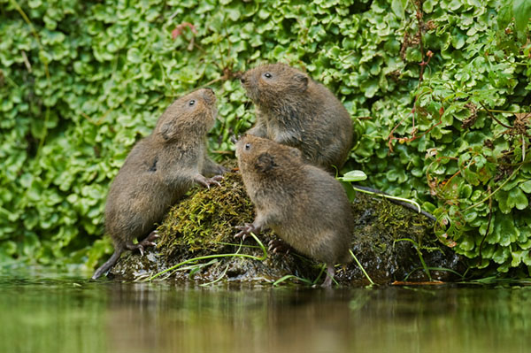 Anti sobolani anti rozatoare anti daunatori insecte: septembrie 2011