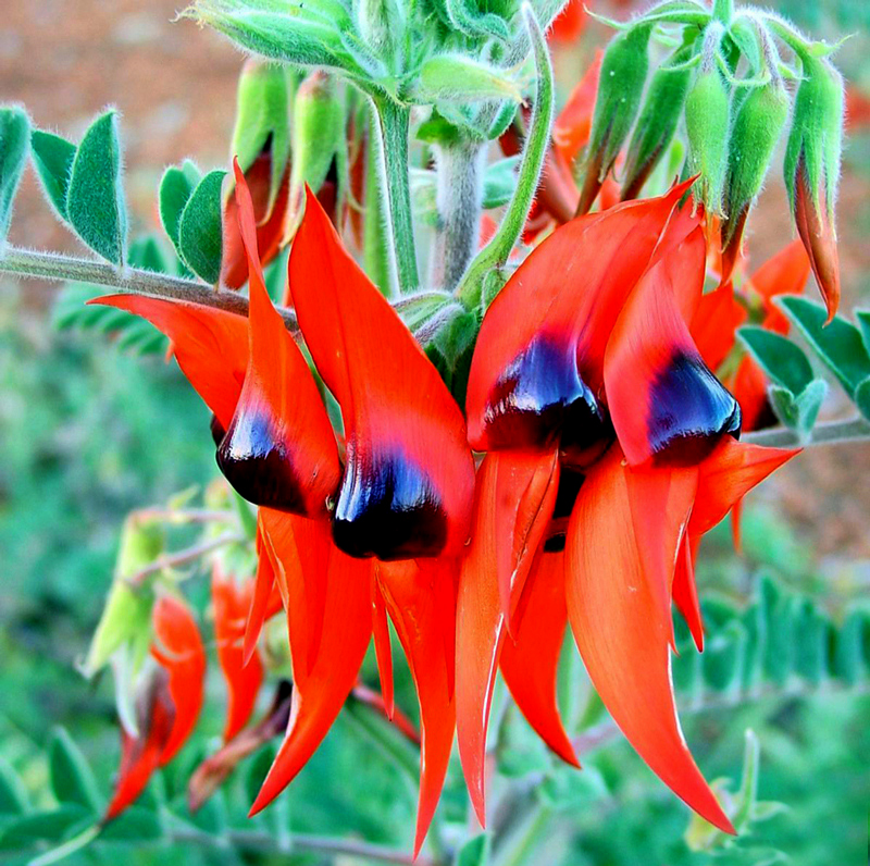 The latest dirt from my garden: Sturts Desert Pea Swainsona formosa