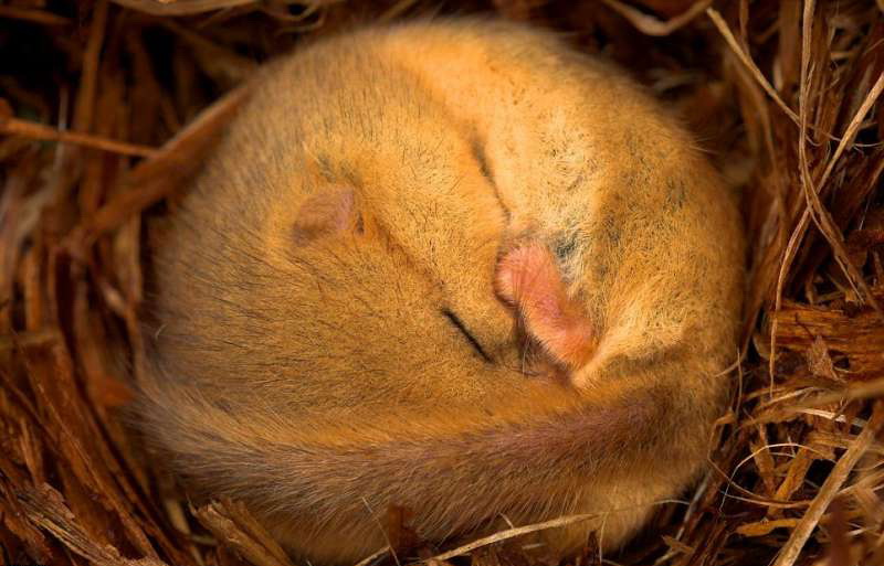 Kako živi divljač / How to live wild animals: Puh veliki (Myoxus glis ...