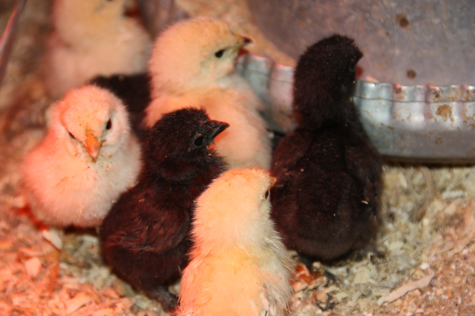 Sunnivas Hage: Mange nye kyllinger