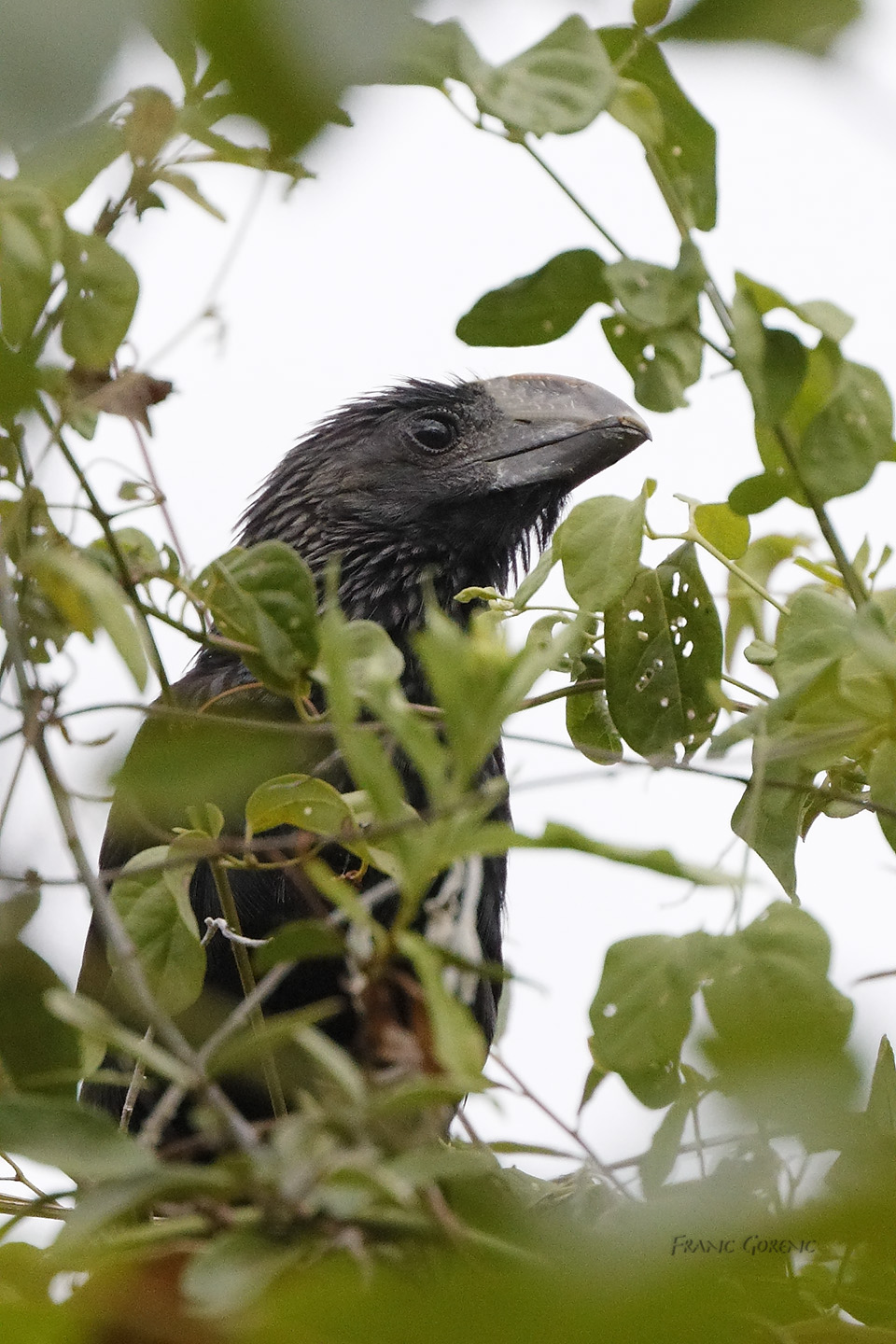 Cuckoos of Cuba - Travels With Birds