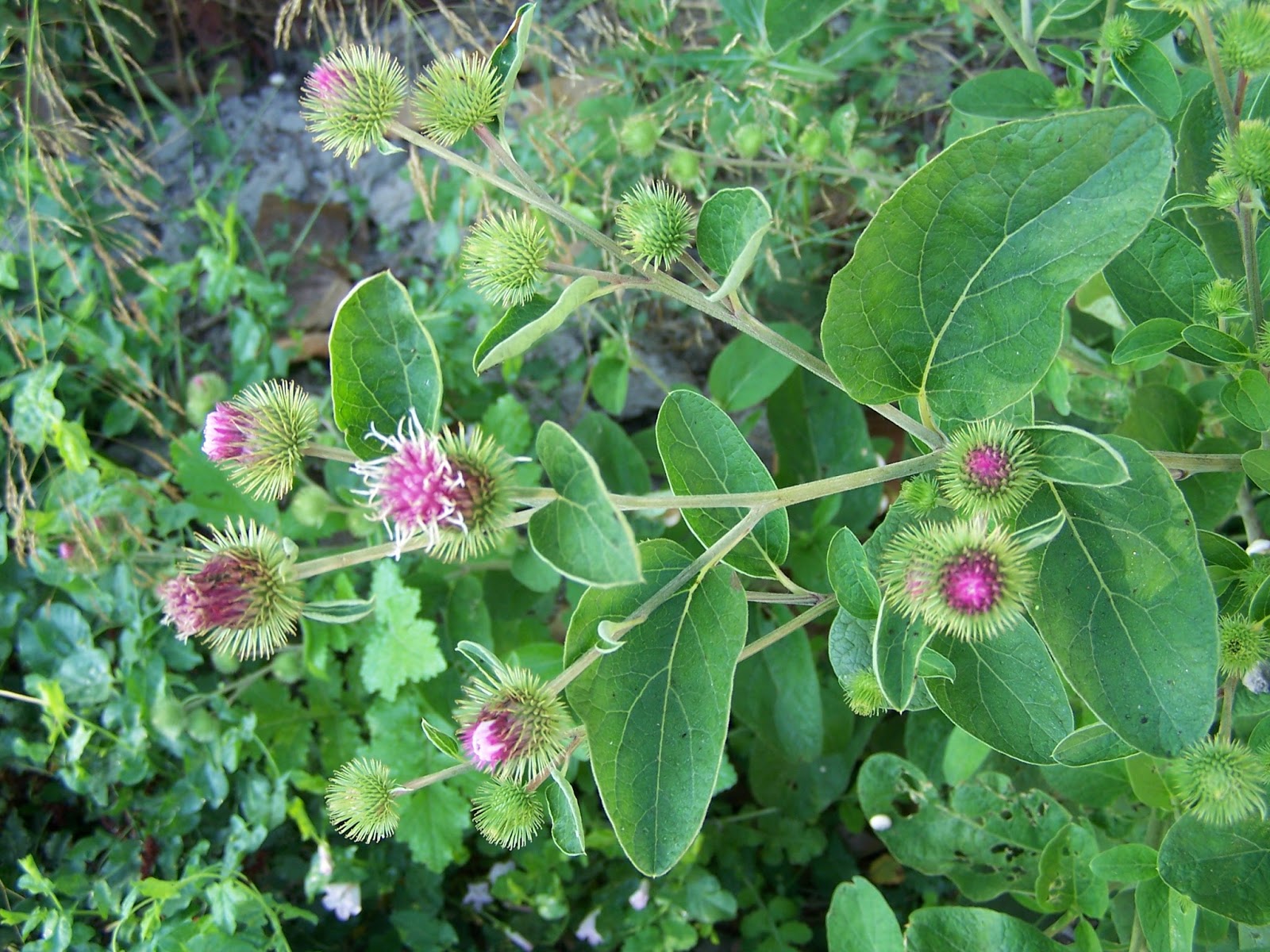 Galefod: Bardana. Lampazo.