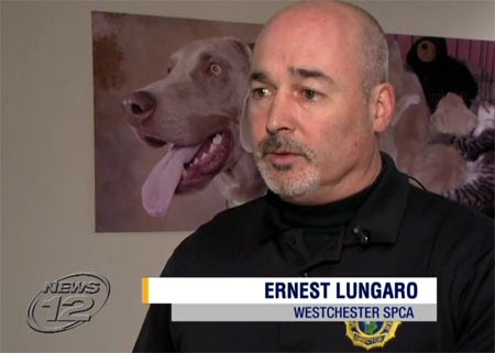 Four legged friends (and enemies): New York: Lisa Birdsall is accused ...