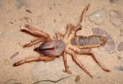 Camel Spiders - Wind Scorpion