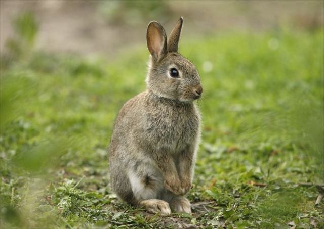 la vida de los conejos: Como es el habitat correcto de un conejo