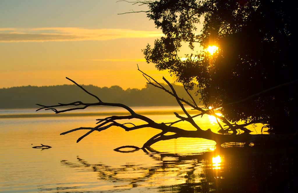BIODIVERSIDADE BRASILEIRA E DO BIOMA PAMPA - Klima Naturali™