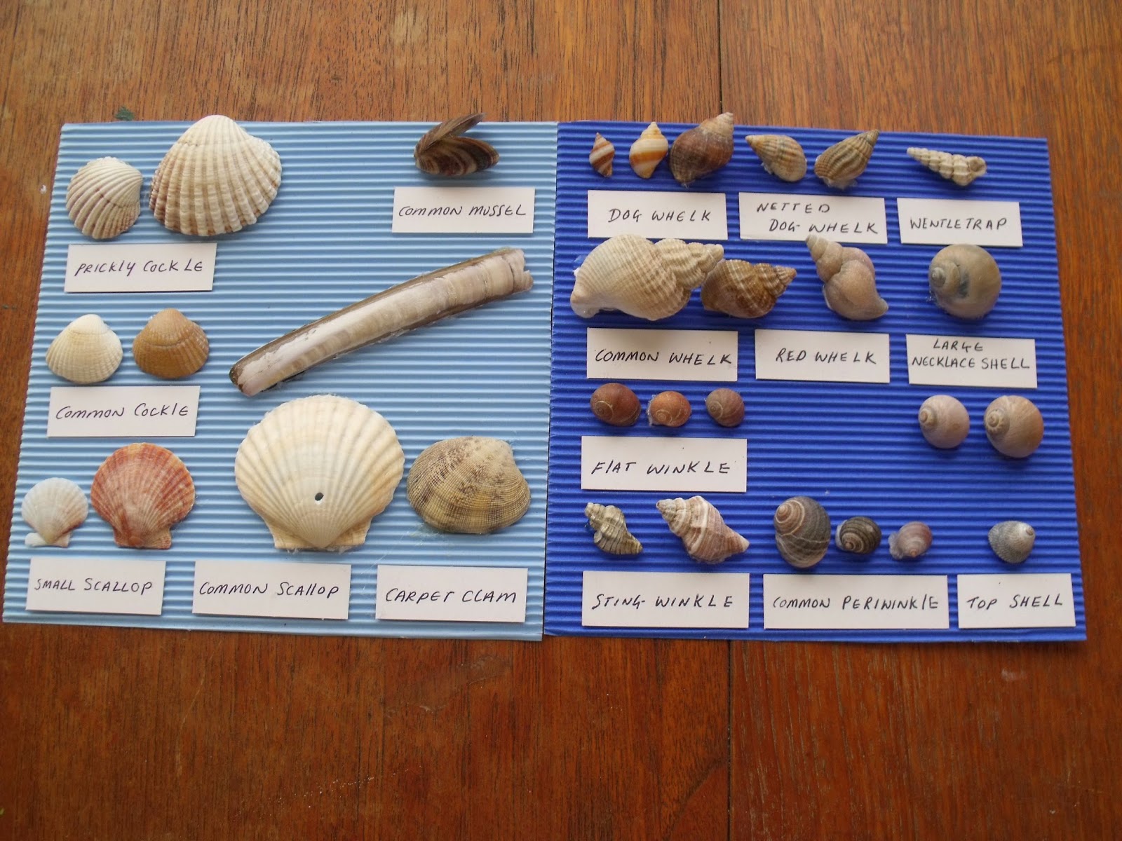 Wild Treasures: 5 Ways To Display Beachcombing Finds