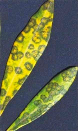 Κυκλοκόνιο ελιας(Spilocaea oleagina) | GEOPONIC Γεωπονικές συμβουλές ...