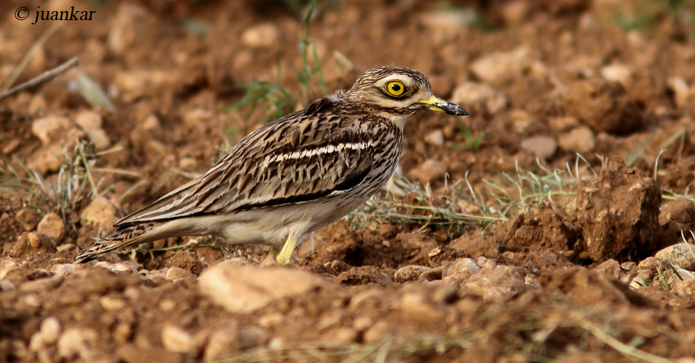 Entre alpinas y marinas.: Alcaraván común, Stone curlew