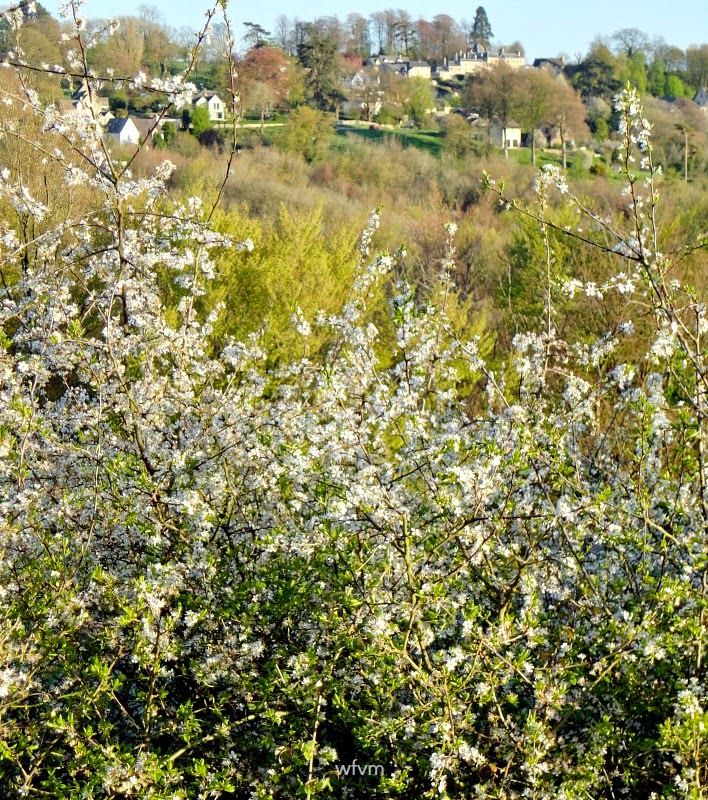 Where Five Valleys Meet: Loveliest of trees, the cherry now - A.E ...