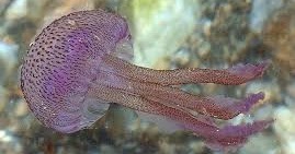 CONSULTAS DE INGENIERIA AGROPECUARIA: CARACTERISTICAS DE LOS CRIDARIOS ...