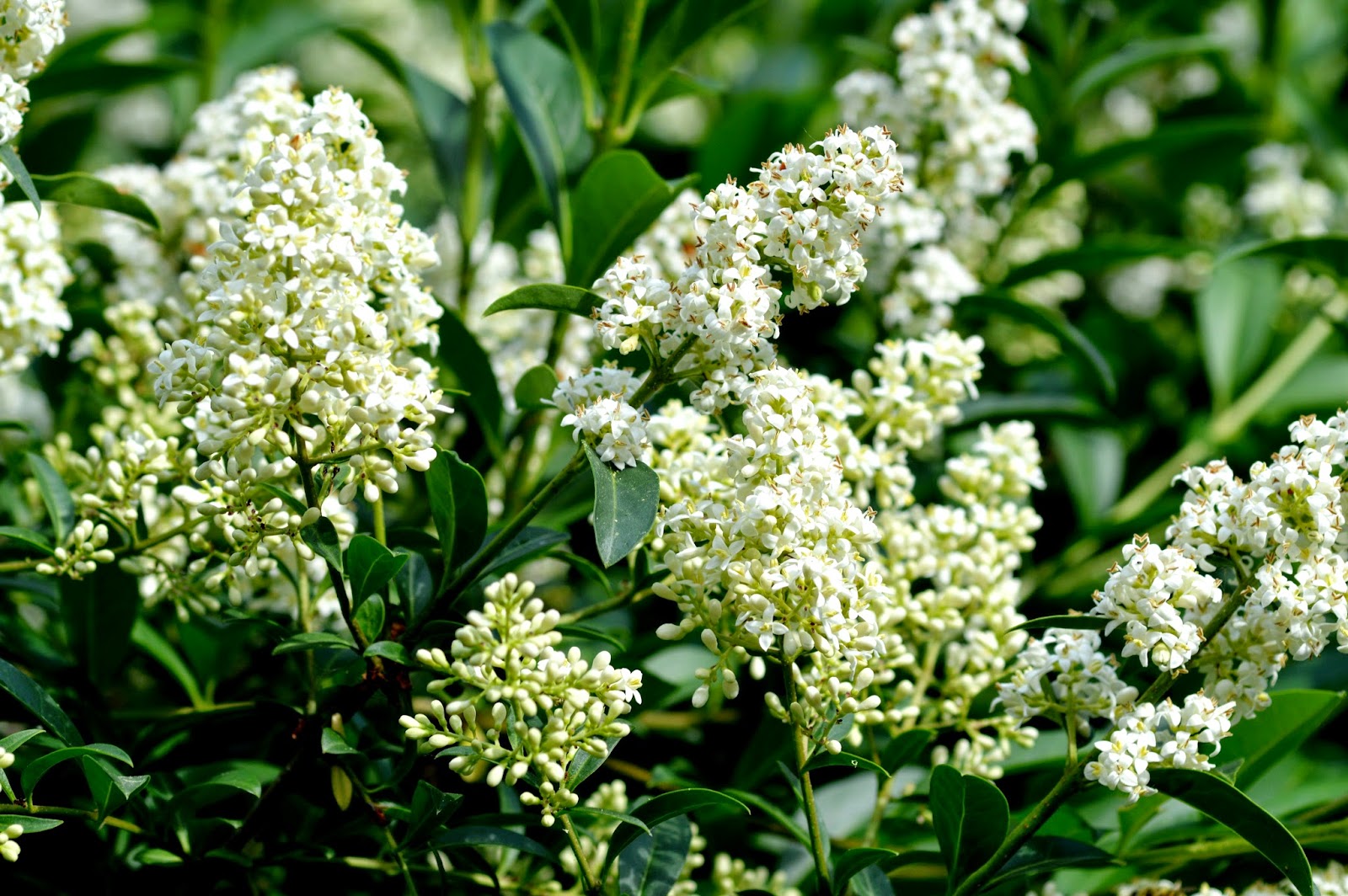 Świat oczami Oczka: Ligustr pospolity - Ligustrum vulgare